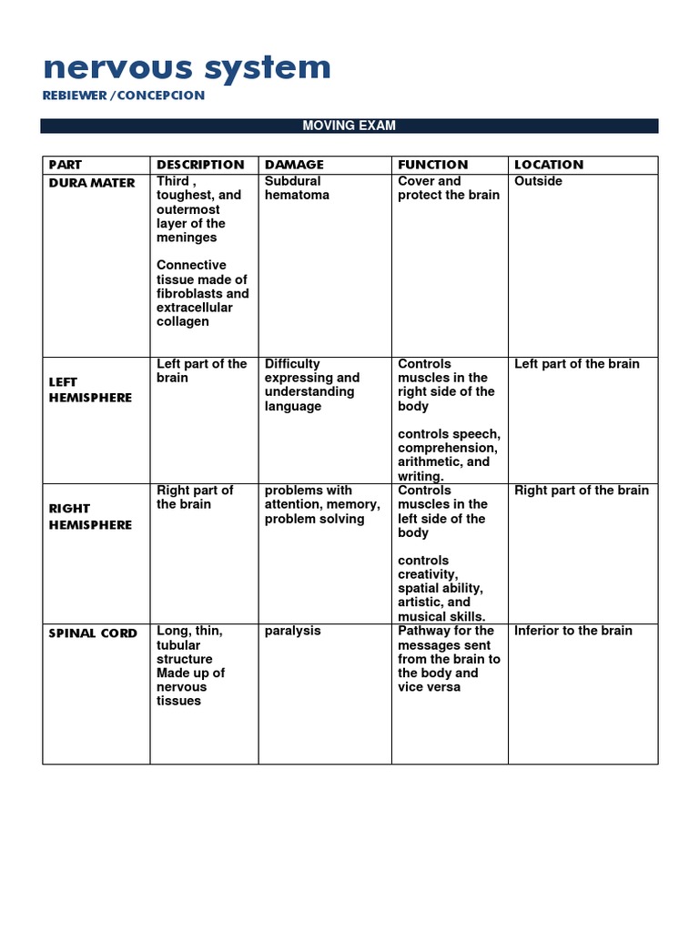 Nervous System | PDF | Cerebral Cortex | Cerebellum
