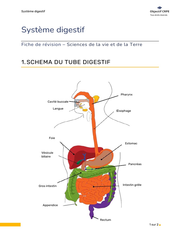 Schéma du système digestif humain | PDF | Tractus gastro-intestinal ...