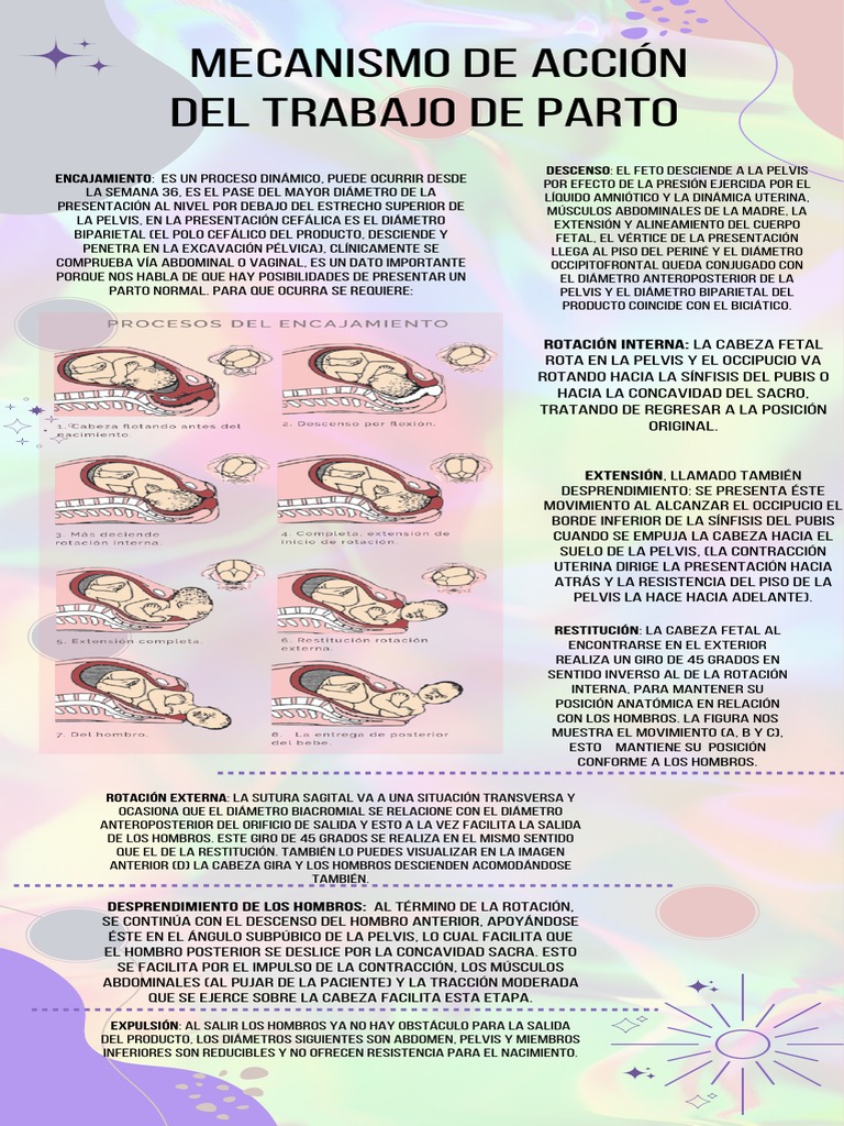 mecanismo de acción del trabajo de parto | PDF | Pelvis | Parto