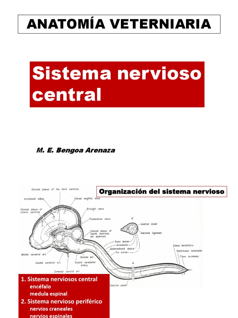 Sistema Nervioso Central | PDF | Médula espinal | Sistema nervioso