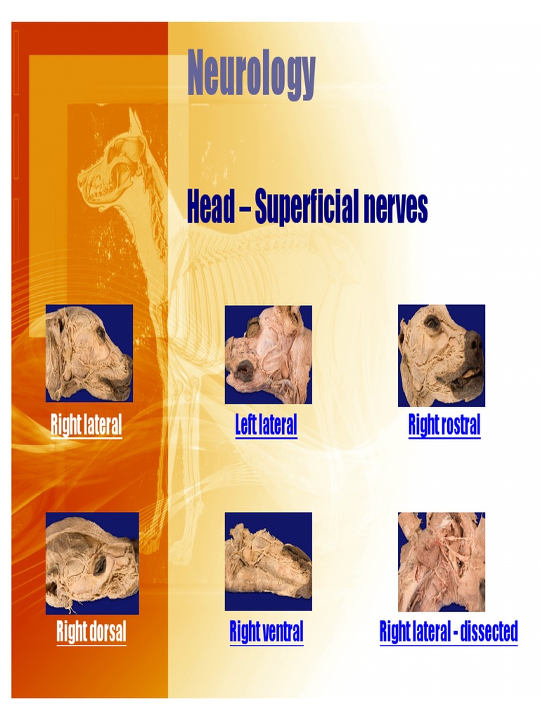 Canine Anatomy - Superficial Nerves.pdf | PDF | Anatomical Terms Of ...