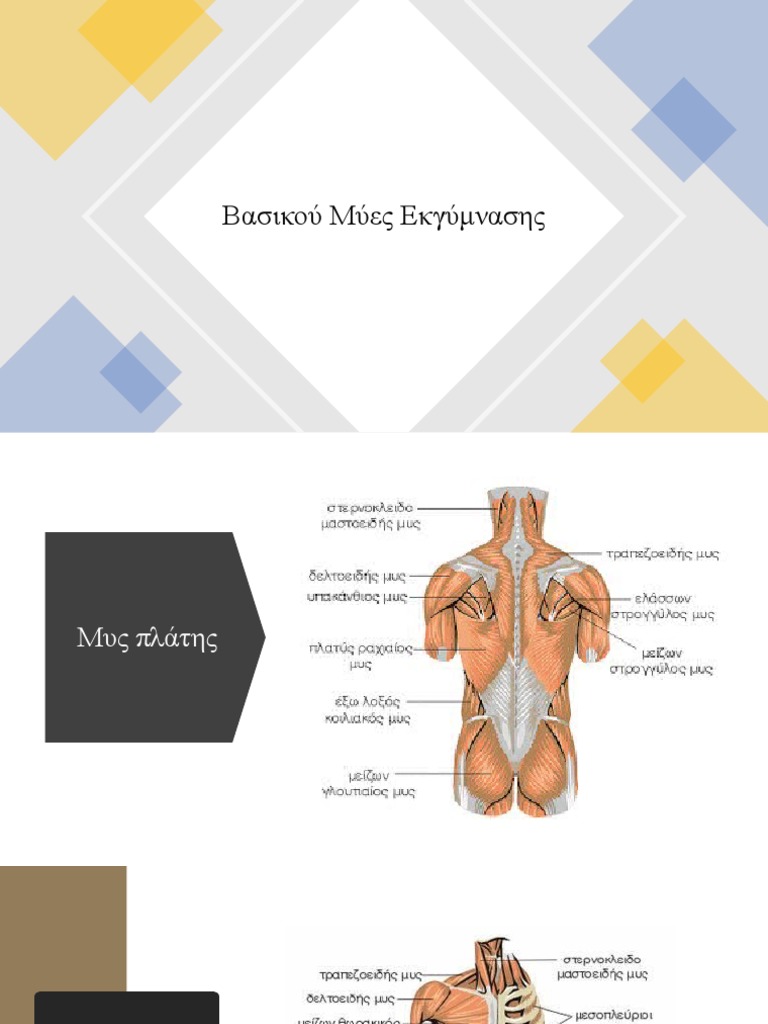 Μυς | PDF