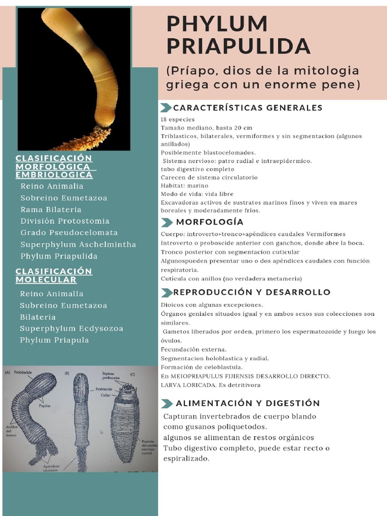 Priapulida 2 - 2 | PDF