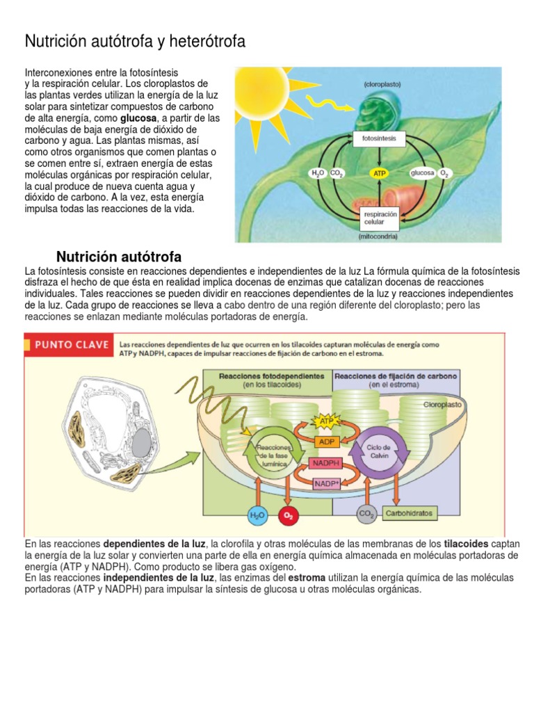 Nutrición Autótrofa y Heterótrofa PDF | PDF | Trifosfato de adenosina ...