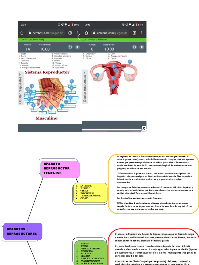 Aparatos Reproductores | PDF | Vagina | Sistema reproductivo
