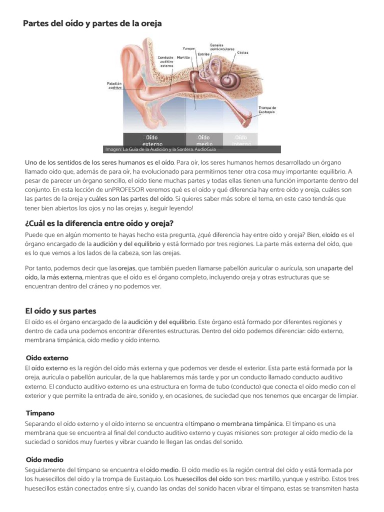 Partes Del Oído y Partes de La Oreja | PDF | Oído | Escuchando