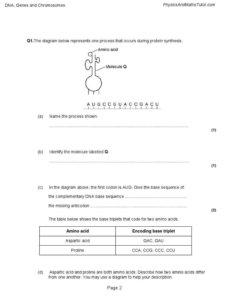 Protein Synthesis Exam Questions | PDF | Mitochondrion | Gene