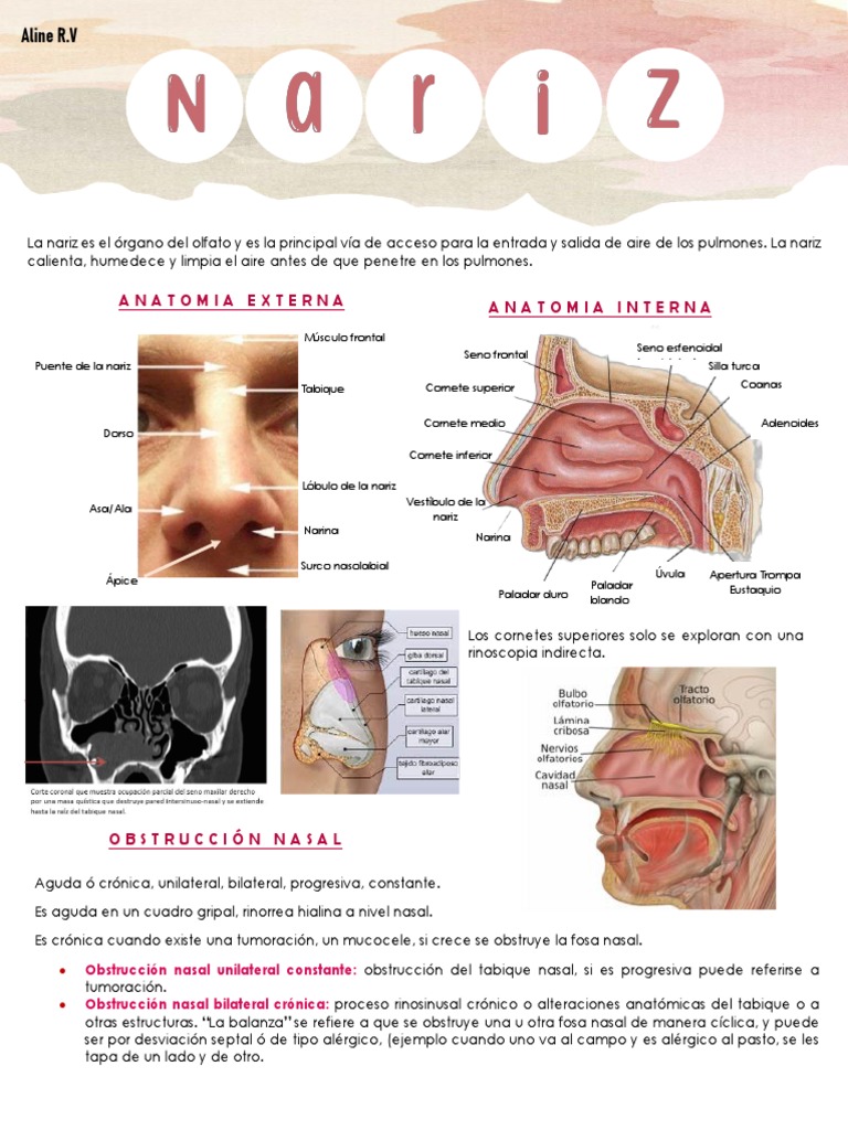 Nariz | PDF | Nariz humana | Otorrinolaringología