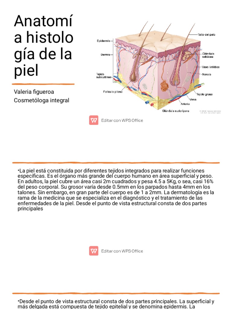 La Piel | PDF | Piel | Epidermis