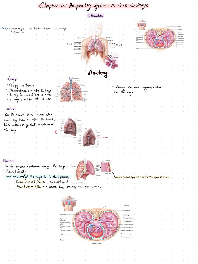 Respiratory System Notes PDF | PDF | Respiratory Tract | Lung
