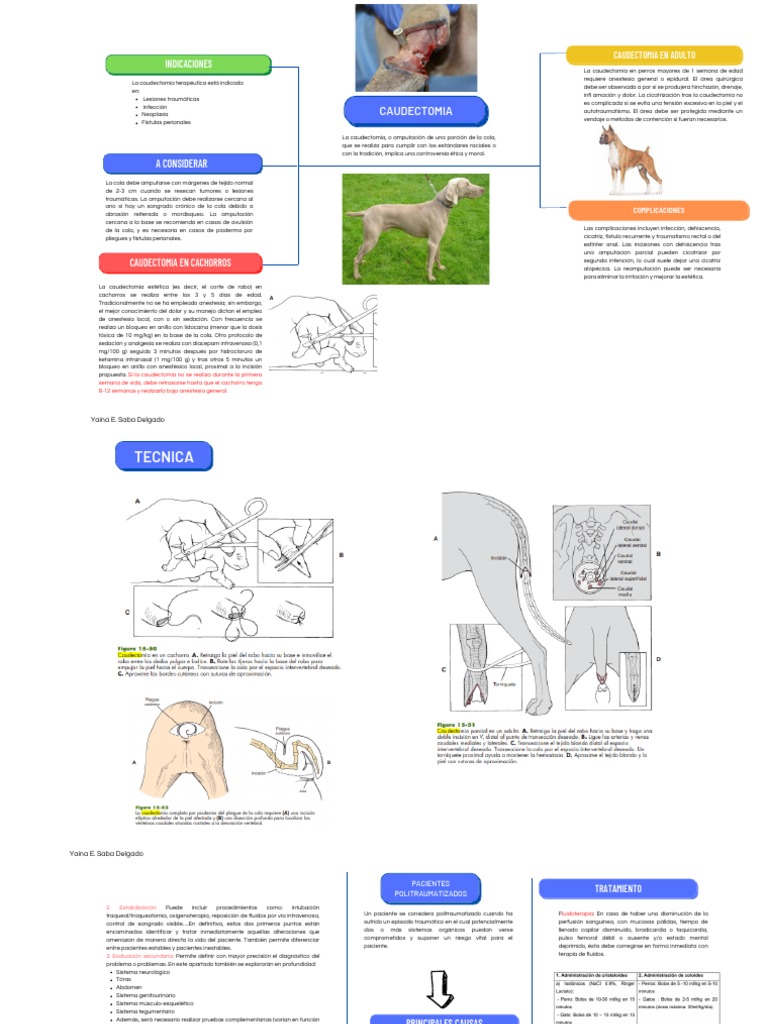 Caudectomia y Paciente Politramautizado | PDF | Lesión | Medicina CLINICA