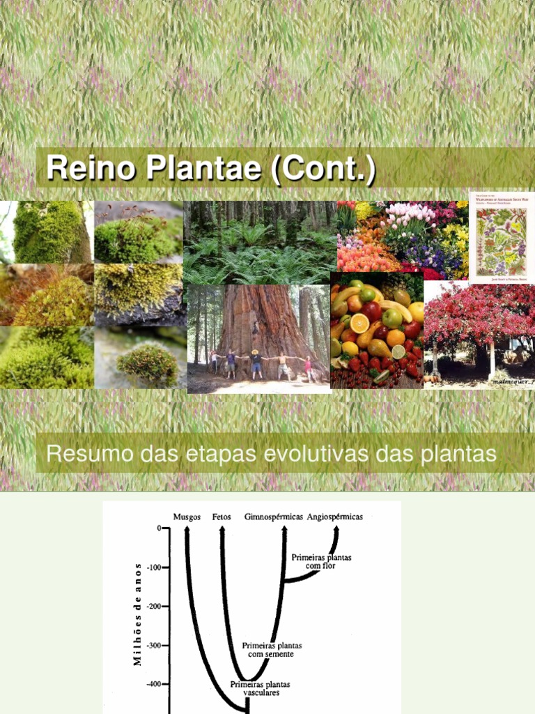 BioVeg Aula 3 | PDF | Plantas | Fruta