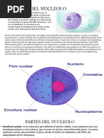 Diferencias entre Núcleo y Nucléolo | PDF