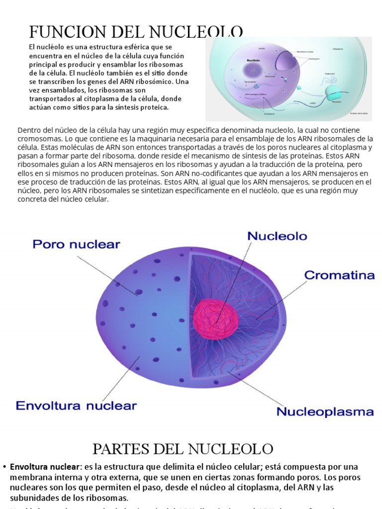 Función del Núcleo y Nucléolo Celular | PDF