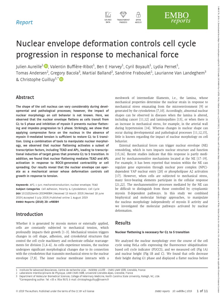 EMBO Reports - 2019 - Aureille - Nuclear Envelope Deformation Controls ...