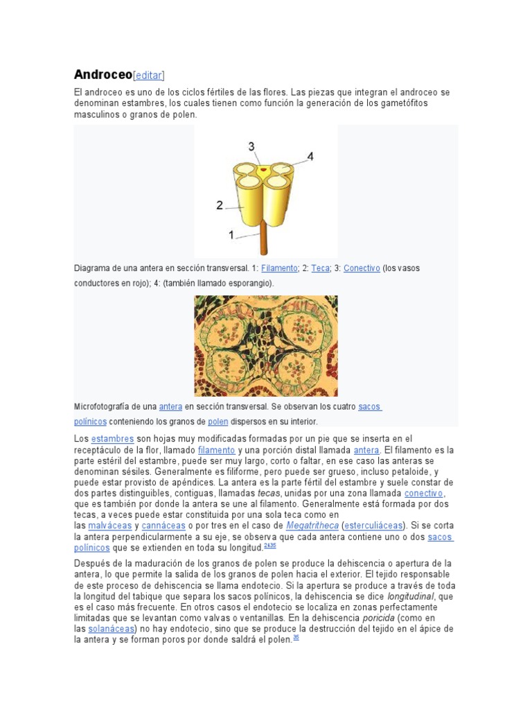 Estructura y Función del Androceo | PDF | Flores | Polinización