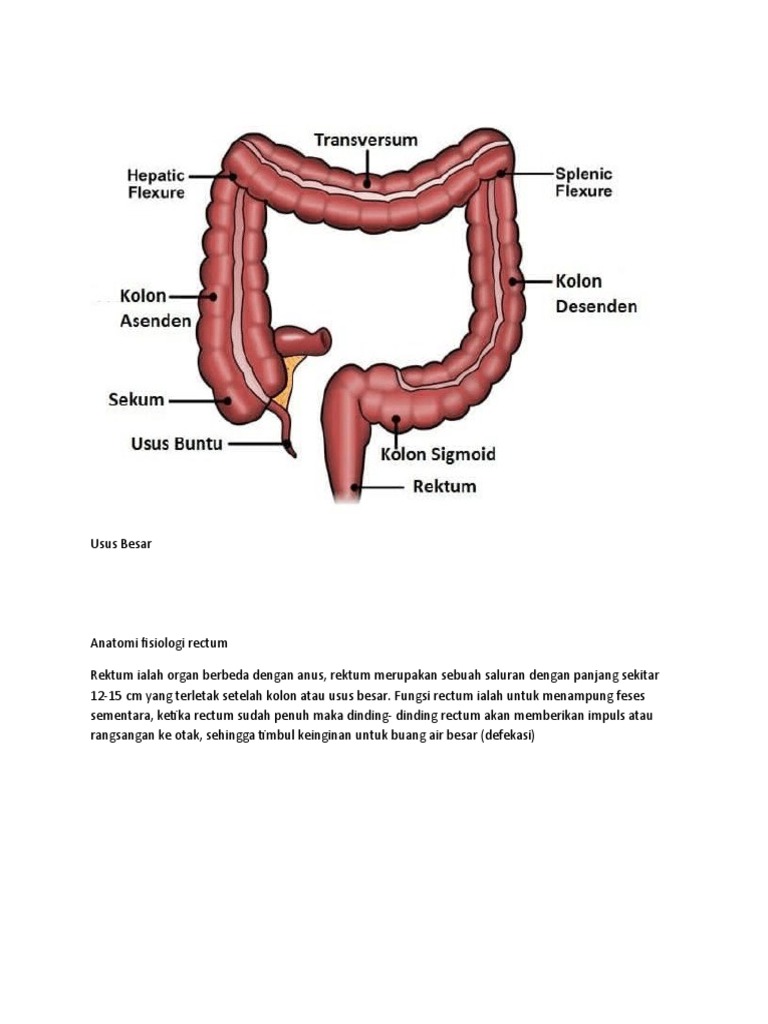 Anatomi dan Absorbsi Obat Rektum | PDF | Kesehatan Holistik