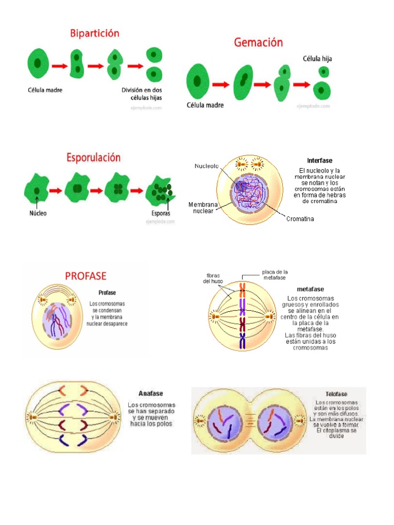 BIPARTICION | PDF