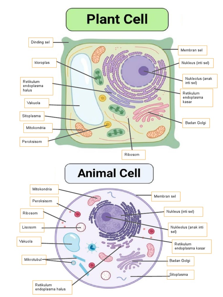 Cell PDF | PDF | Sains & Matematika