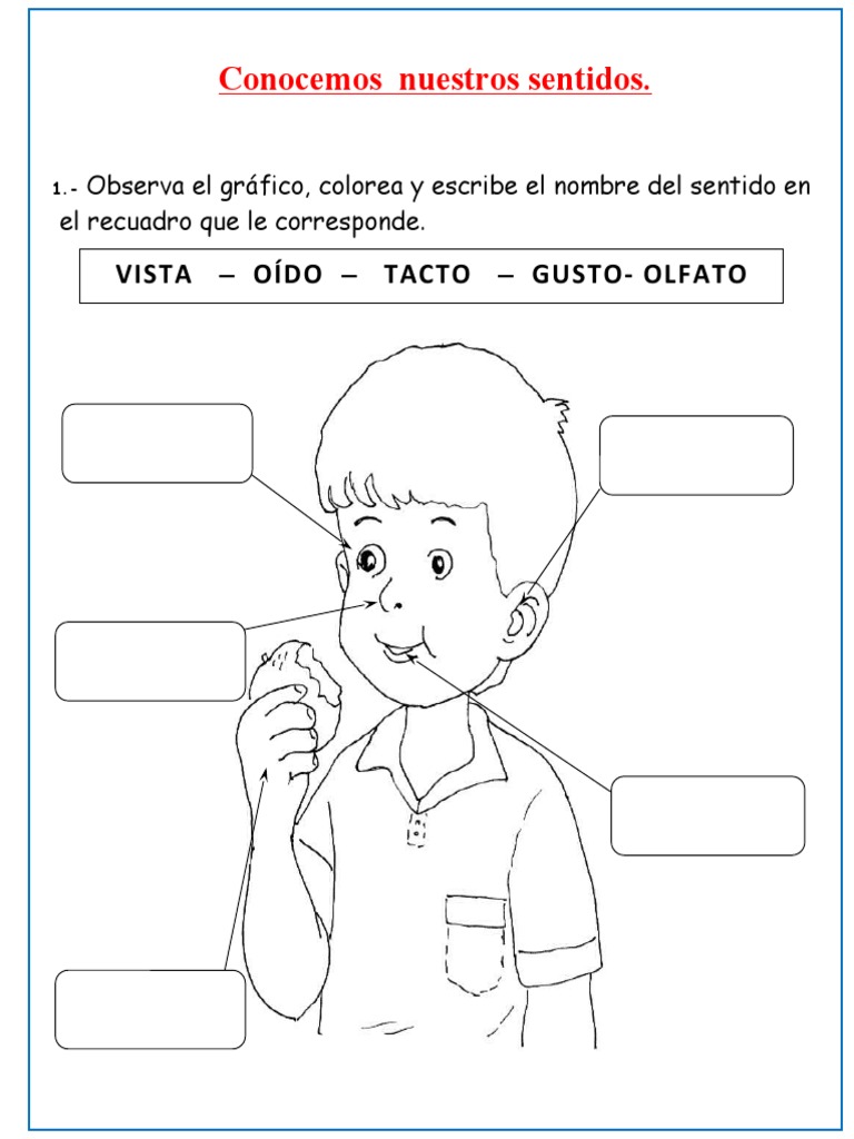 Actividades de los 5 sentidos para niños | PDF | Estudios de idiomas ...