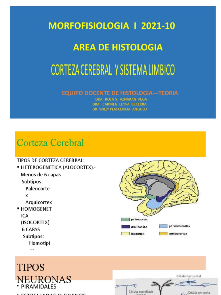 Clase Semana 09 - Morfo I Histologia CC-SL | PDF | Corteza cerebral ...