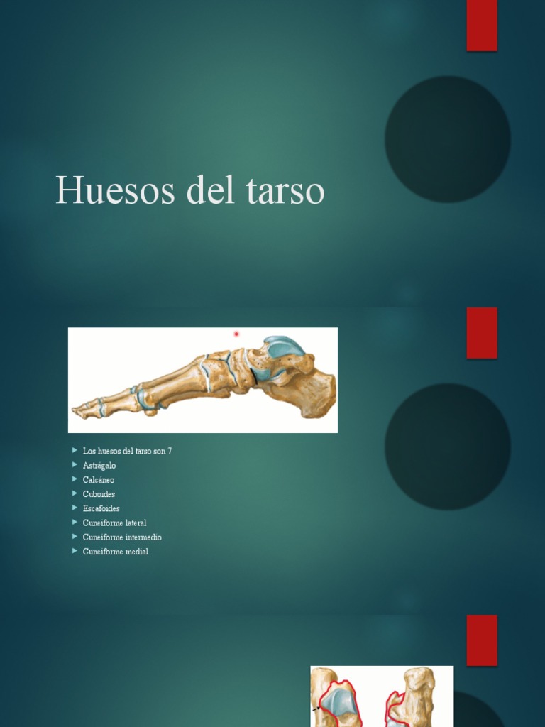 Huesos del tarso: Anatomía y Función | PDF | Ciencias sociales | Artes ...