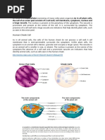 Lab Report - Phloem & Xylem | PDF | Plant Stem | Tissue (Biology)