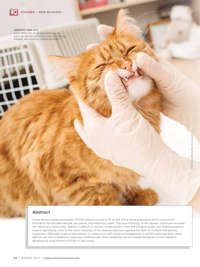 Feline Chronic Gingivostomatitis Update | PDF | Infection | Periodontology