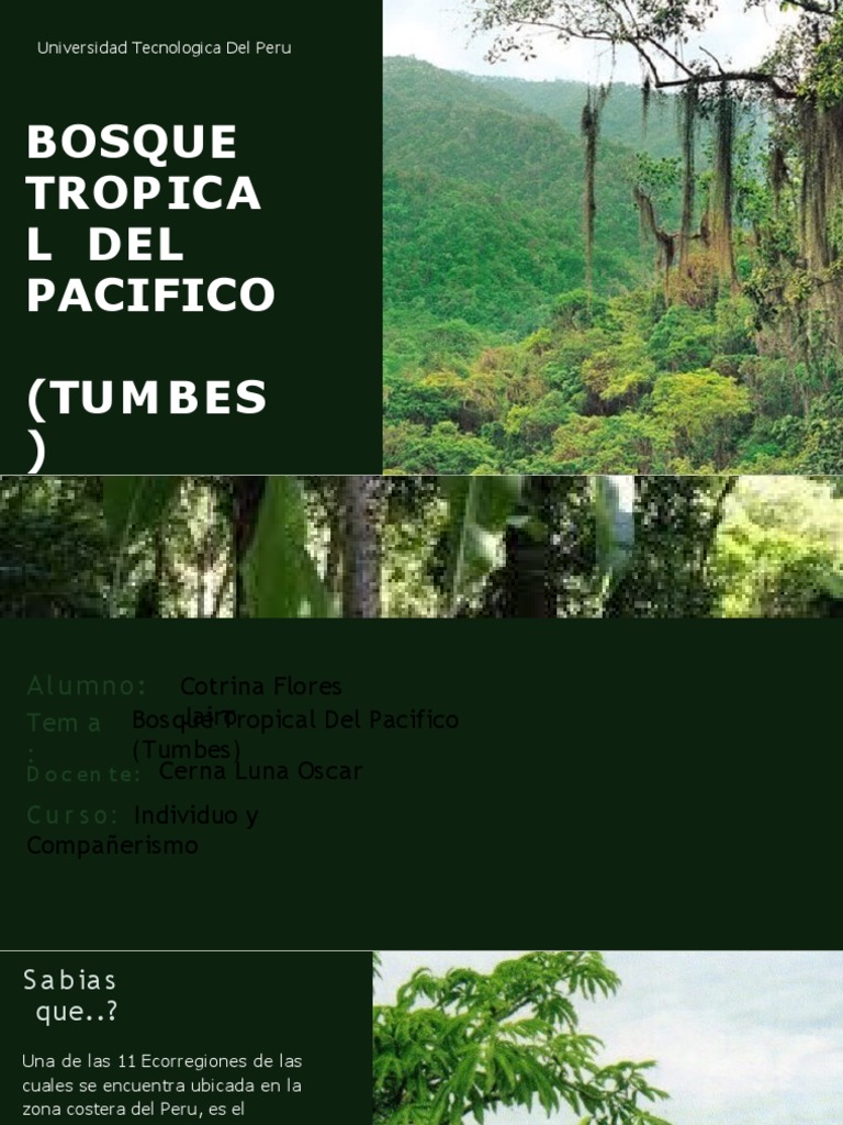 Importancia del Bosque Tropical del Pacífico y su conservación | PDF ...