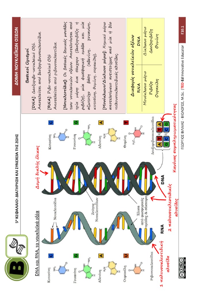 5.2 ΔΟΜΗ DNA ΚΑΙ RNA βιολογία γ γυμνασίου | PDF