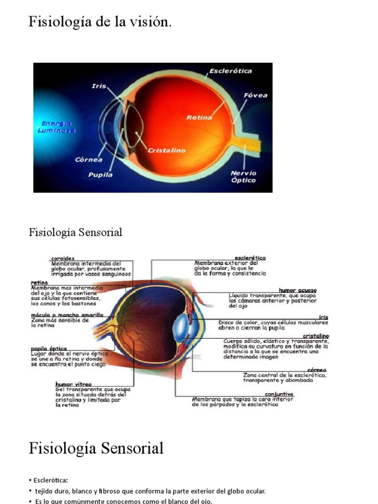 fisiologia de la visión 1 (1).pptx | PDF | Color | Percepción visual