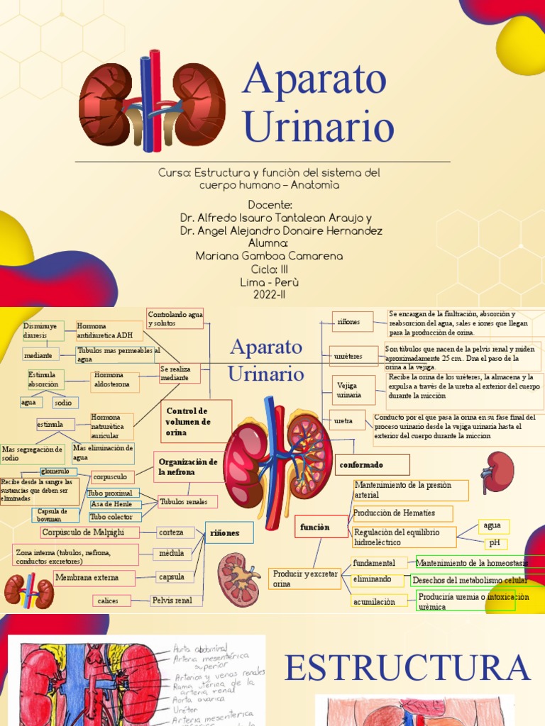 Aparato Urinario | PDF | Sistema urinario | Riñón