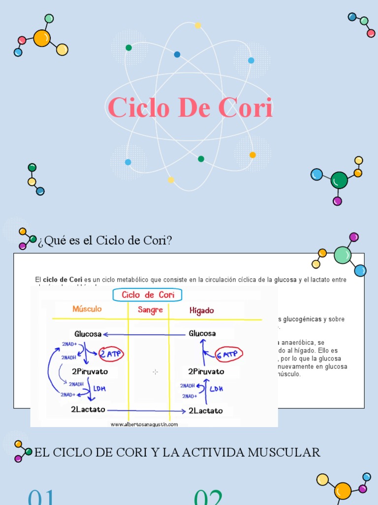 Ciclo de Cori y su Metabolismo | PDF | Salud y bienestar | Ciencia y ...