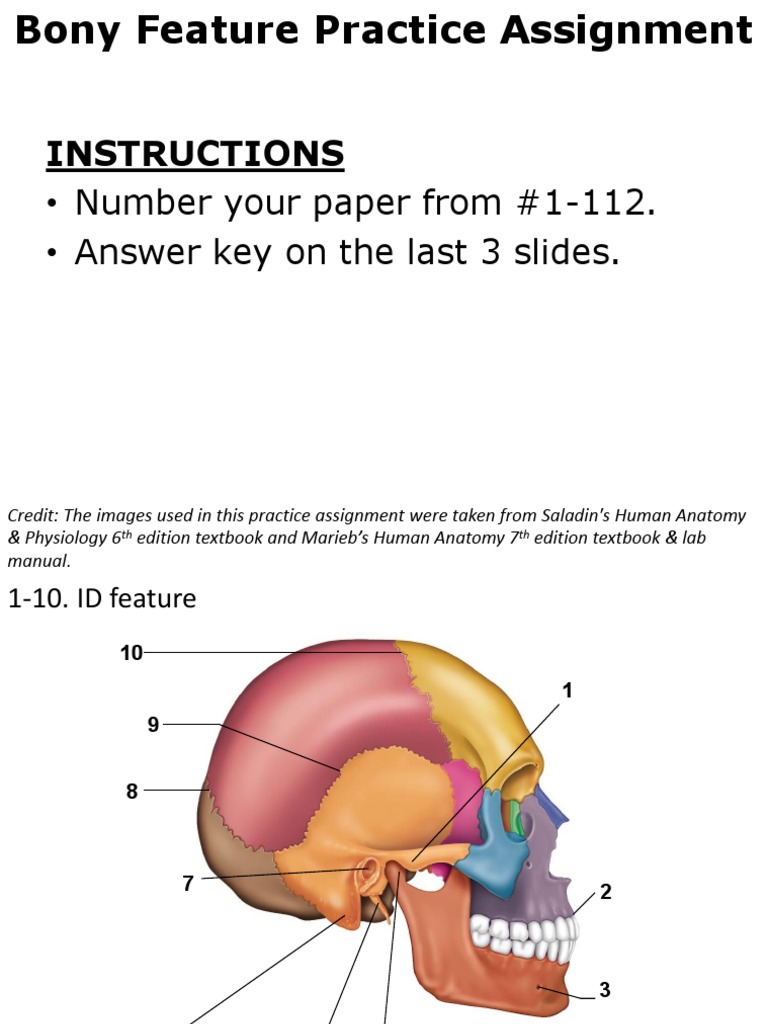 Bony Features Practice Assignment PDF | Download Free PDF | Vertebra ...