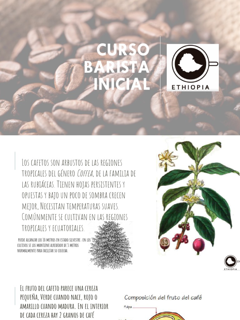 PDF Curso Barista | PDF | café | Bebida