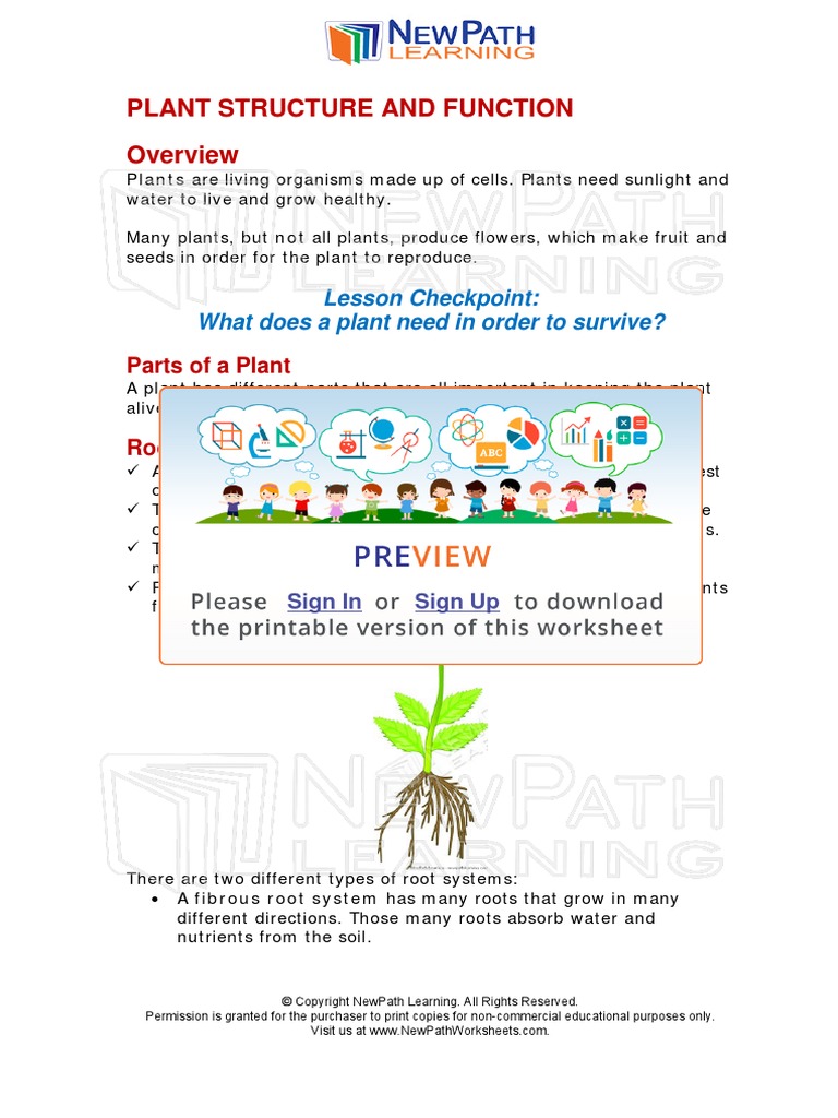 Study Guide Science Grade 4 Plant Structure and Function 1 | PDF ...