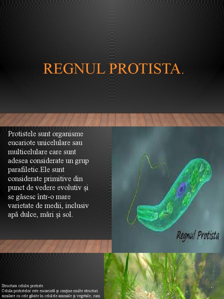 Regnul Protista-1 | PDF