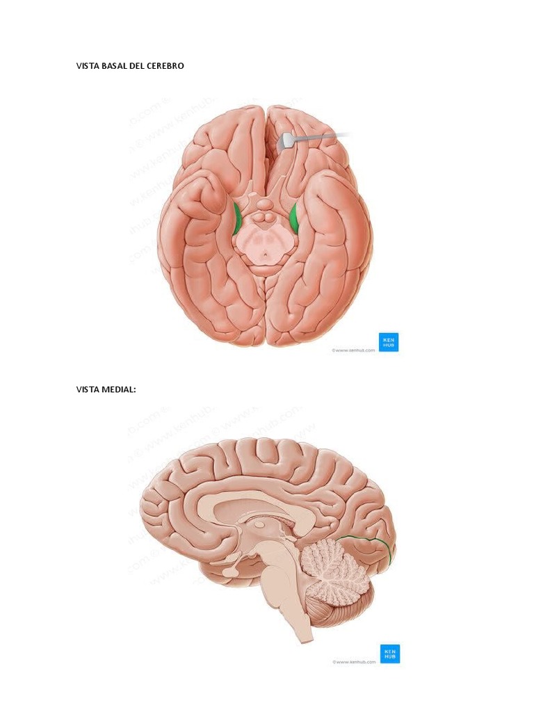 Vista Basal, Medial, Lateral Del Cerebro Dibujos | PDF