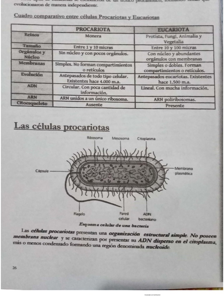 Hoja De Trabajo Sobre Estructuras Celulares