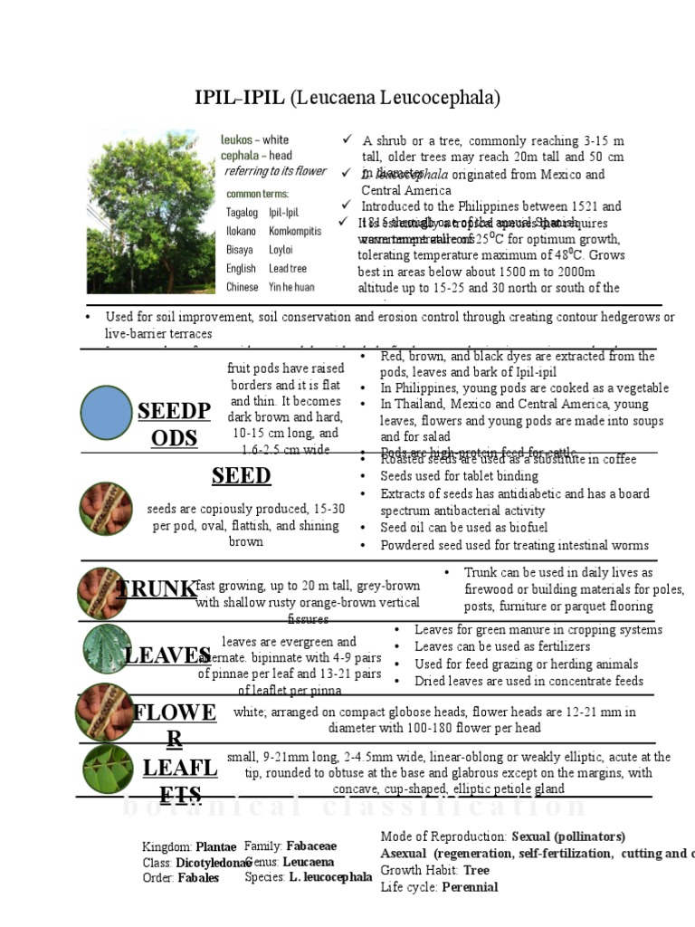 Ipil Ipil | PDF | Plants | Botany
