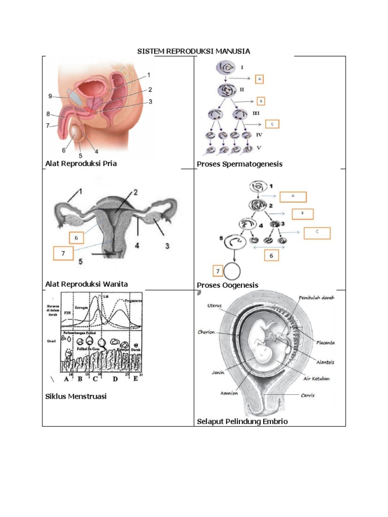 SISTEM REPRODUKSI MANUSIA Gambar | PDF | Sains & Matematika