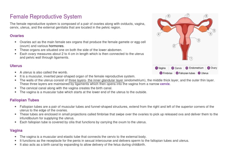 Female Reproductive System (Note) | PDF