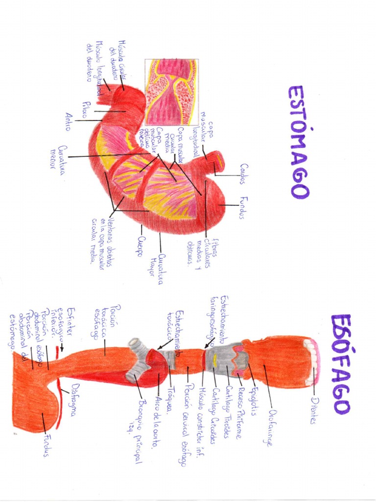 Dibujos Estomago y Esofago | PDF