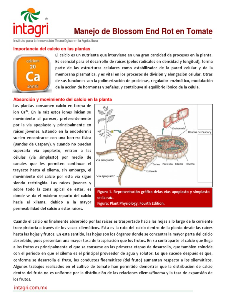 Manejo Del Blossom Ent Rot en Tomate PDF | PDF | Calcio | Raíz