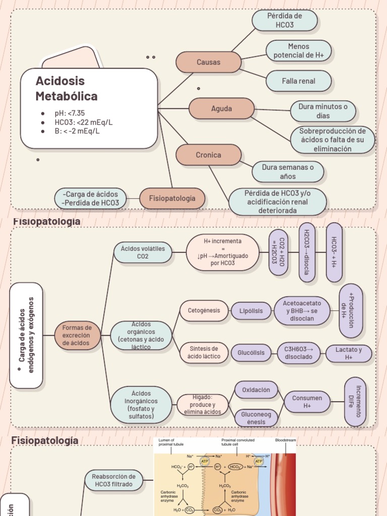 Comprendiendo la acidosis metabólica: causas, fisiopatología ...