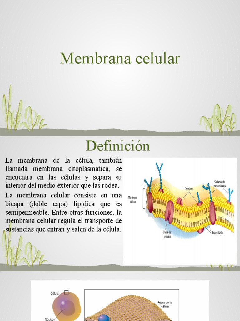 Membrana Celular | PDF | Membrana celular | Biología Celular)