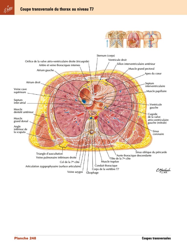 Coupe Transversale Du Thorax Au Niveau T7 | PDF