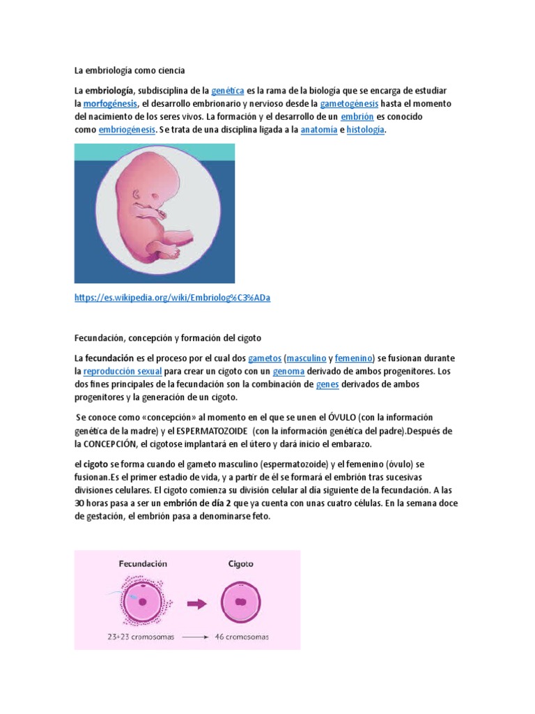 Etapas del Desarrollo Embrionario | PDF | Embrión | Placenta