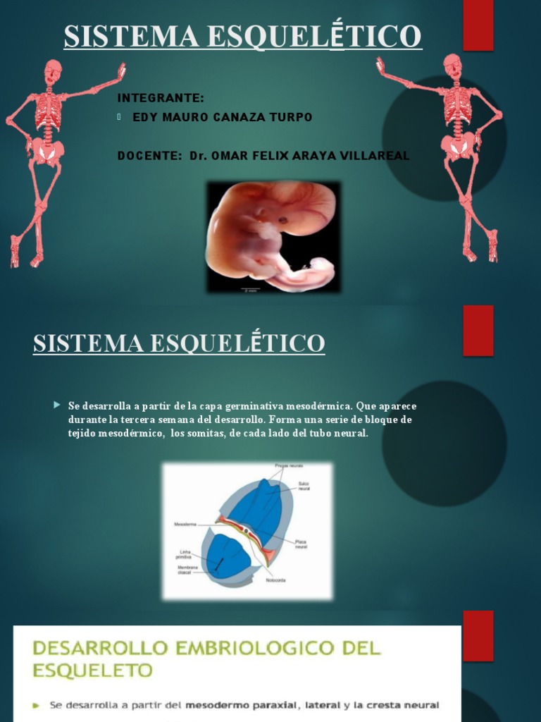 Sistema Esquel Tico | PDF | Hueso | Cartílago