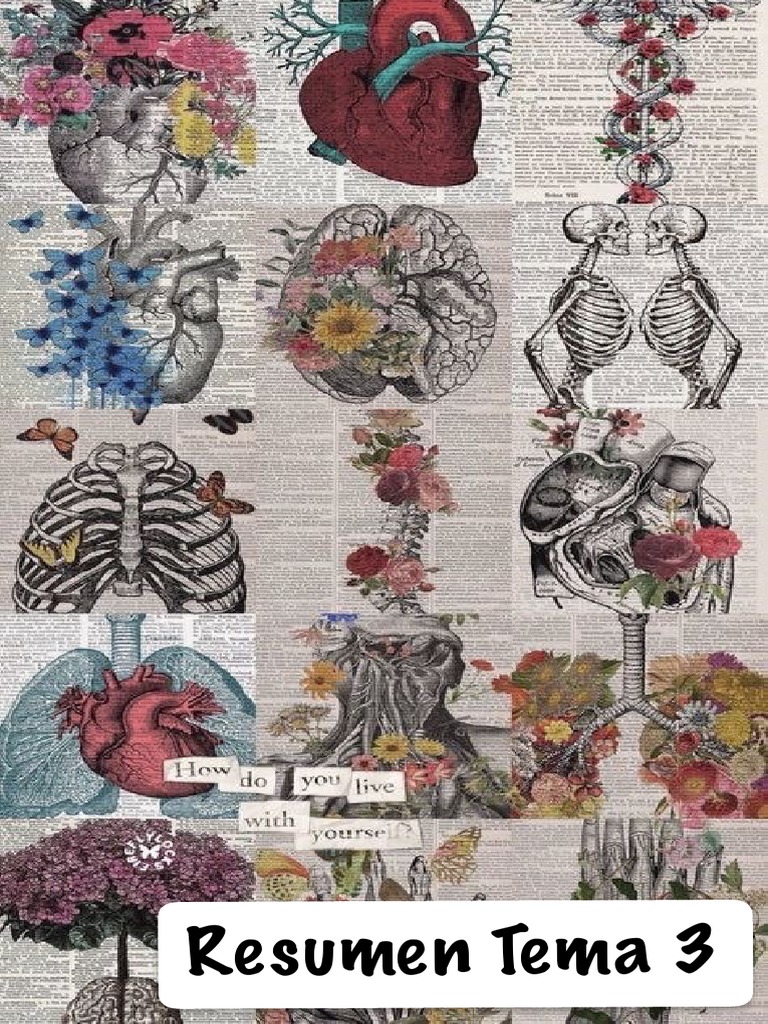 Resumen Tema 3 | PDF | Médula espinal | Cerebelo